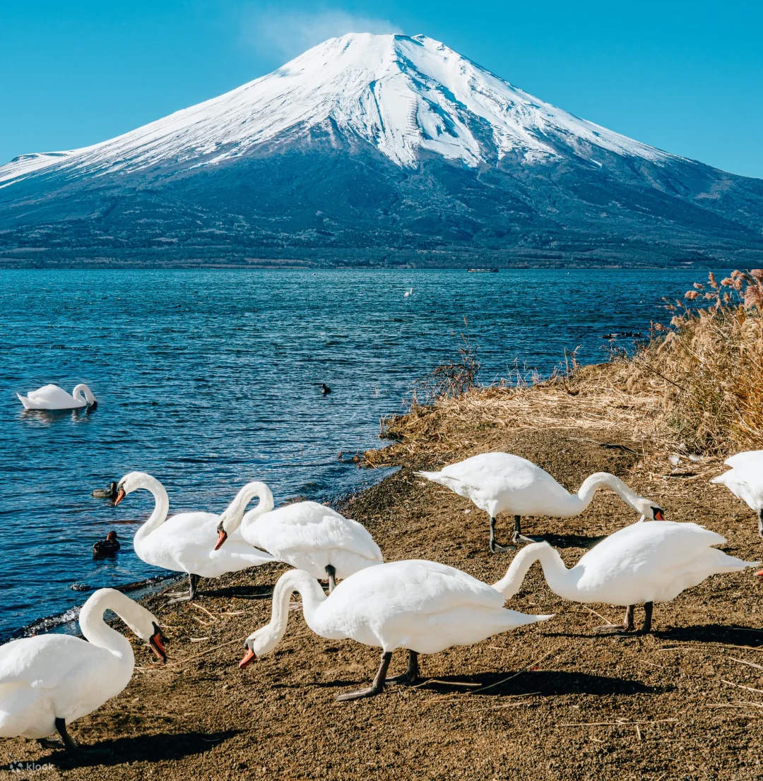 Classic Must-Do Mount Fuji Day Tour | Fifth Station, Oshino Hakkai ...